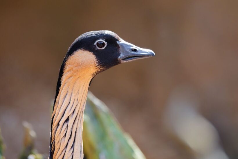 Maui: Sunrise & Breakfast Tour to Haleakala National Park - Authenticity and Experience