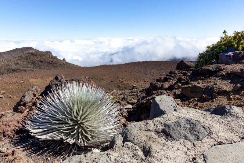 Maui: Sunrise & Breakfast Tour to Haleakala National Park - The Sum Up