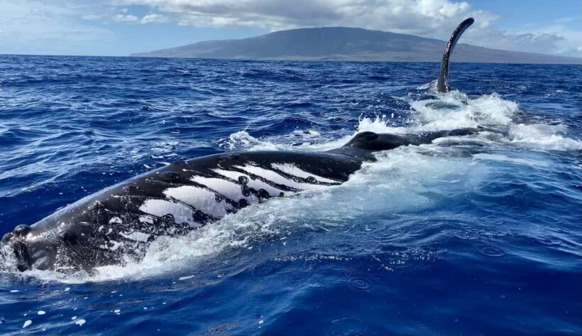 Maui: Sunrise Whale Watch - A detailed look at the Maui Sunrise Whale Watch Experience