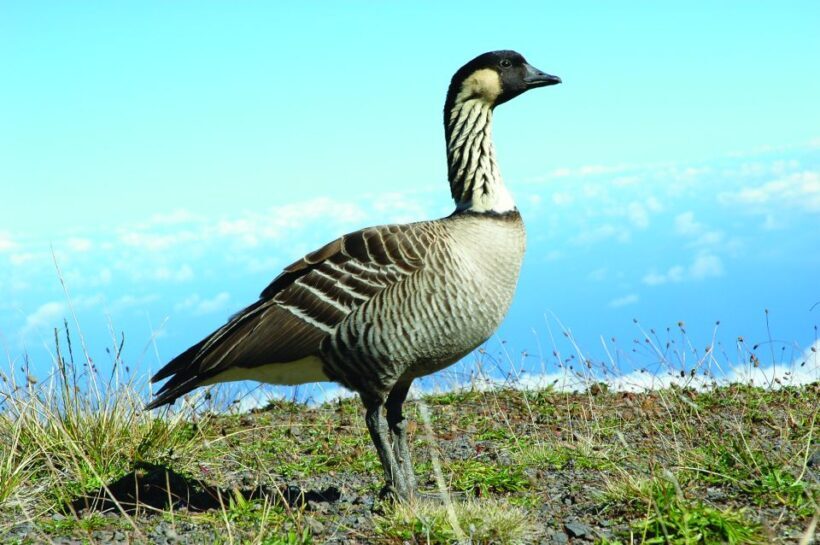 Maui: Sunset & Dinner Tour to Haleakala National Park - Frequently Asked Questions