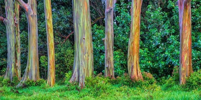 Maui: The Ultimate Road to Hana Slingshot Adventure Tour - FAQ