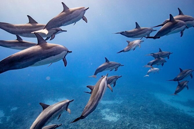 Maui to Lanai Semi-Private Eco Raft Snorkel & Dolphin Tour - The Itinerary: What to Expect