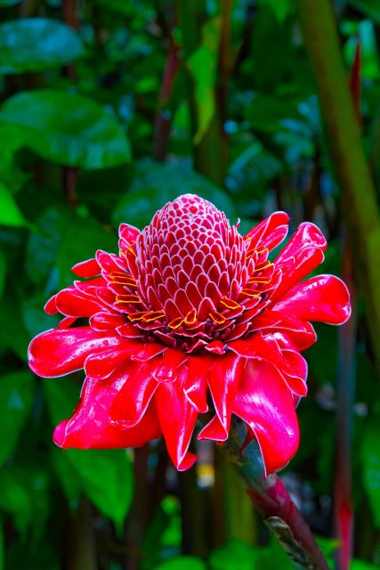 Maui Tropical Rainforest Eco Tour with Lunch - Key Points