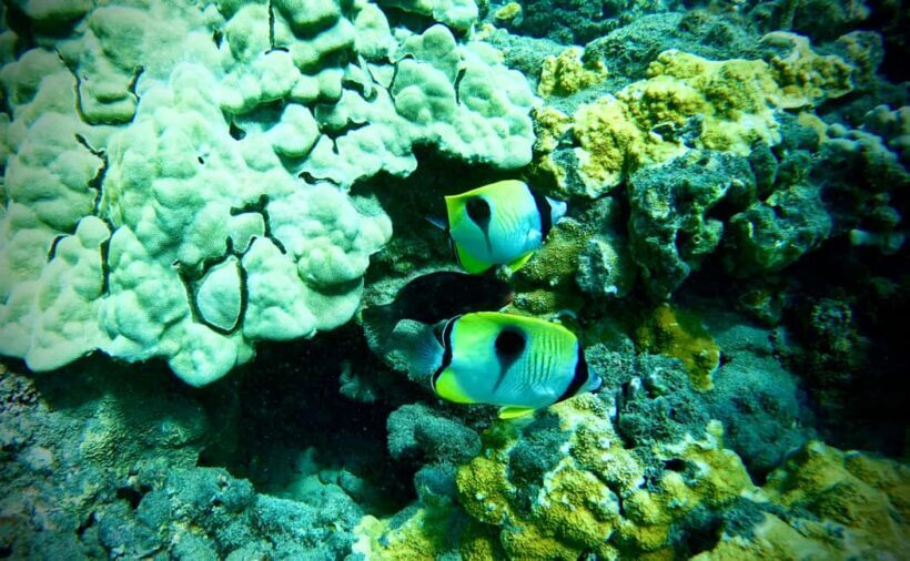 Maui: Turtle Town Snorkeling Tour with a Marine Biologist - Final Thoughts: Who Should Consider This Tour?