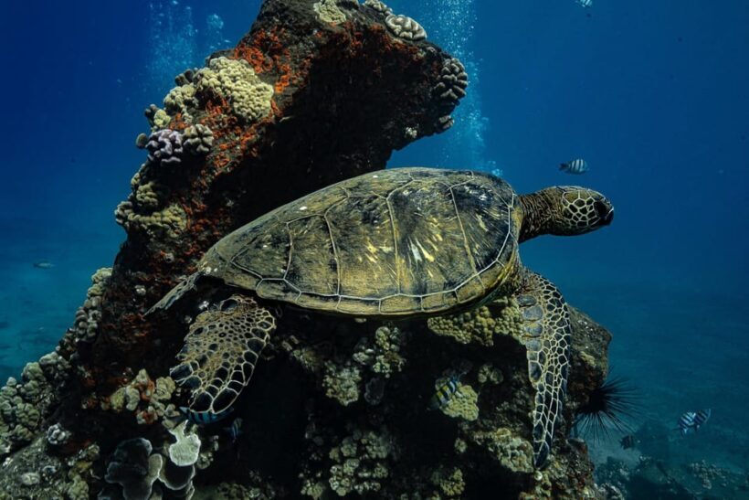 Maui: Turtle Town Sunset Glow Snorkel With Optional Photo - The Value of the Experience