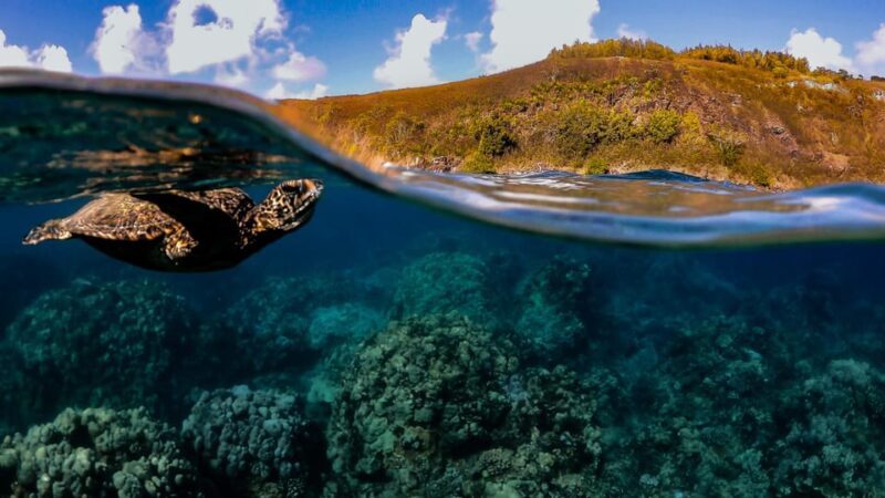 Maui: Turtle Town Sunset Glow Snorkel With Optional Photo - Practical Tips for Participants