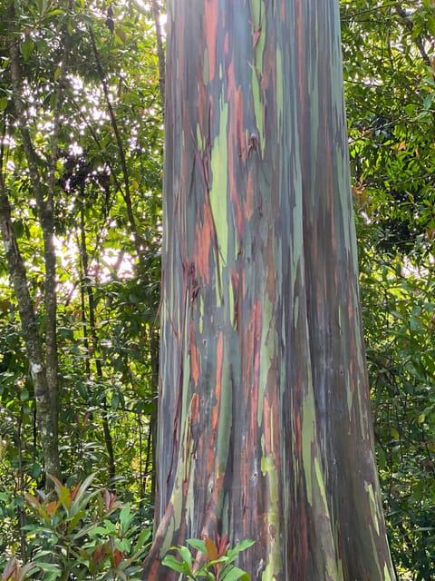 Maui: Van Day Trip to Hana with Local Guide and Lunch - Final Thoughts