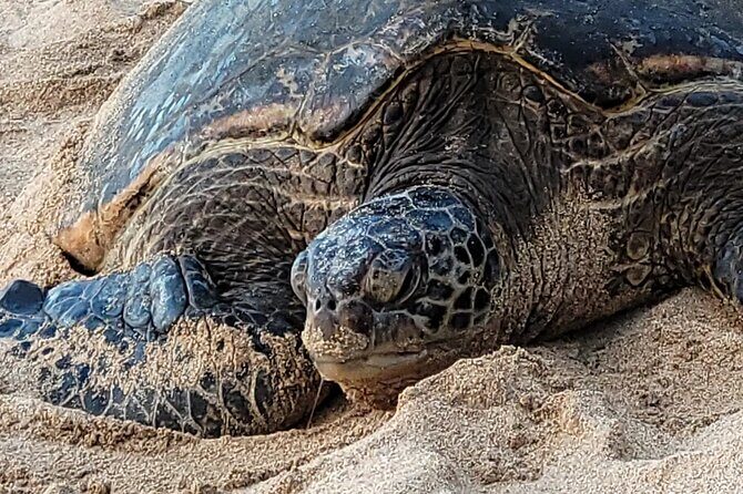 Maui's Only Clear Bottom Kayak Rental (priced per tandem kayak) - Practical Tips for Your Maui Kayak Adventure
