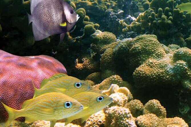 Mauna Kea 2hr One Stop Sealife Snorkel Adventure - Practical Details and Considerations