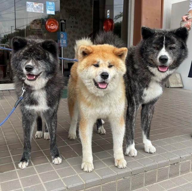 May 2025: AKITA DOG DAY! Meet AKITA DOGs in AKITA - Key Points