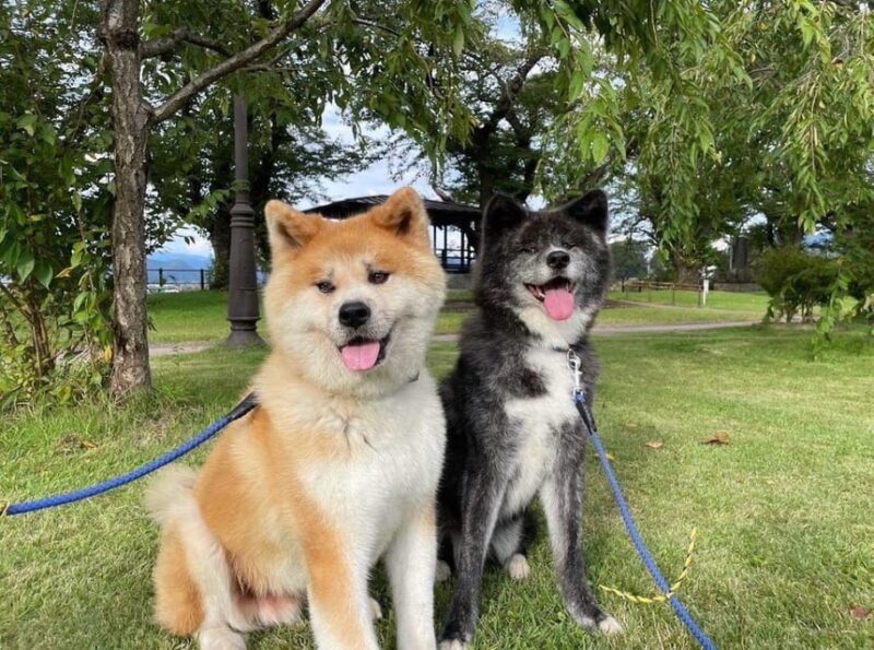 May 2025: AKITA DOG DAY! Meet AKITA DOGs in AKITA - Itinerary and Activities