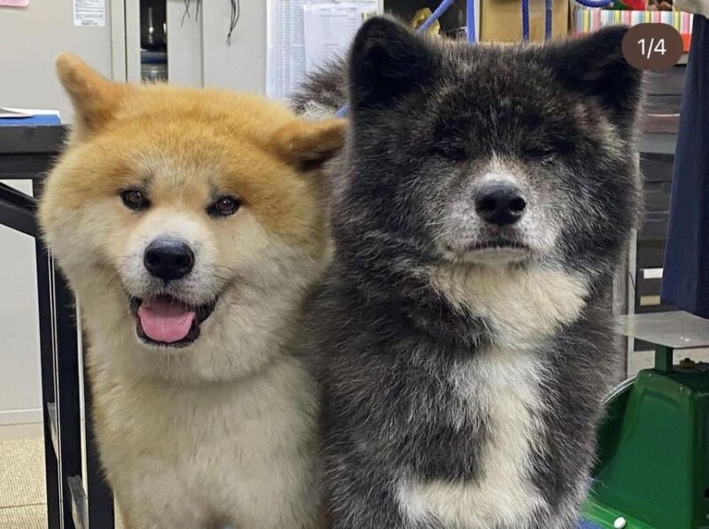 May 2025: AKITA DOG DAY! Meet AKITA DOGs in AKITA - Keijo Park: Guided Tour