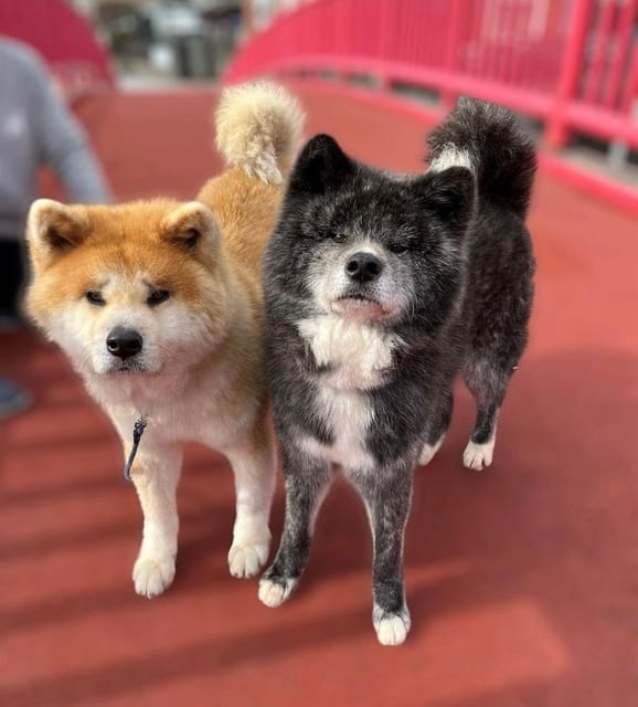 May 2025: AKITA DOG DAY! Meet AKITA DOGs in AKITA - Akita Dog Museum: Guided Tour