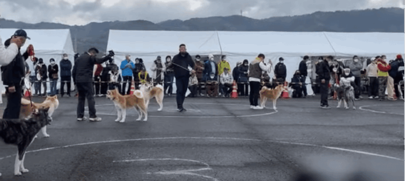May 2025: AKITA DOG DAY! Meet AKITA DOGs in AKITA - Lunch and Free Time at Keijo Park