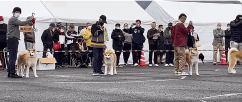 May 2025: AKITA DOG DAY! Meet AKITA DOGs in AKITA - Akita Dog Visitor Center: Visit and Shopping