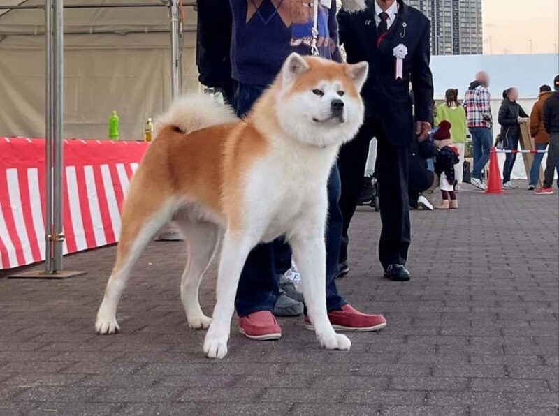 May 2025: AKITA DOG DAY! Meet AKITA DOGs in AKITA - Akita Dog Appearance Contest