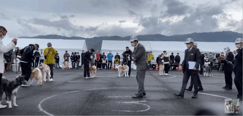 May 2025: AKITA DOG DAY! Meet AKITA DOGs in AKITA - Travel and Transportation Information