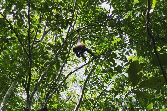 Mayan Jungle Adventure (Private, Full Day) - Transportation and Logistics