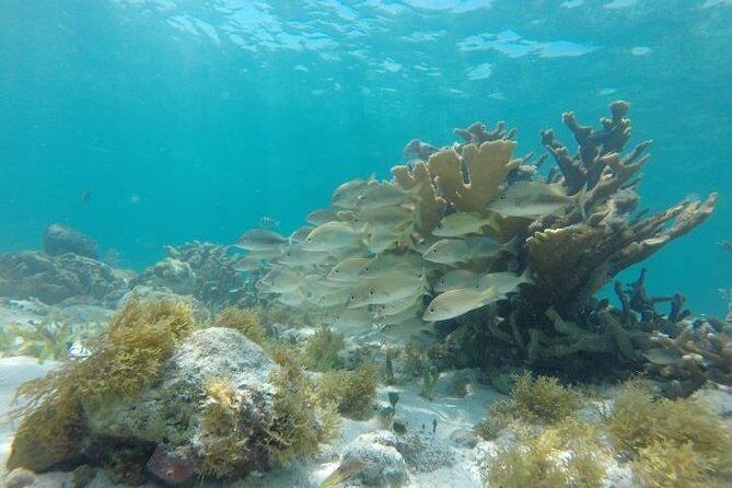 Mayan Jungle Tour Speed Boat Snorkel and Snack - FAQ