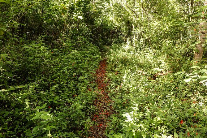 Mayan Trail: Ek Balam, Sacred Cenote and Local Food - Key Points