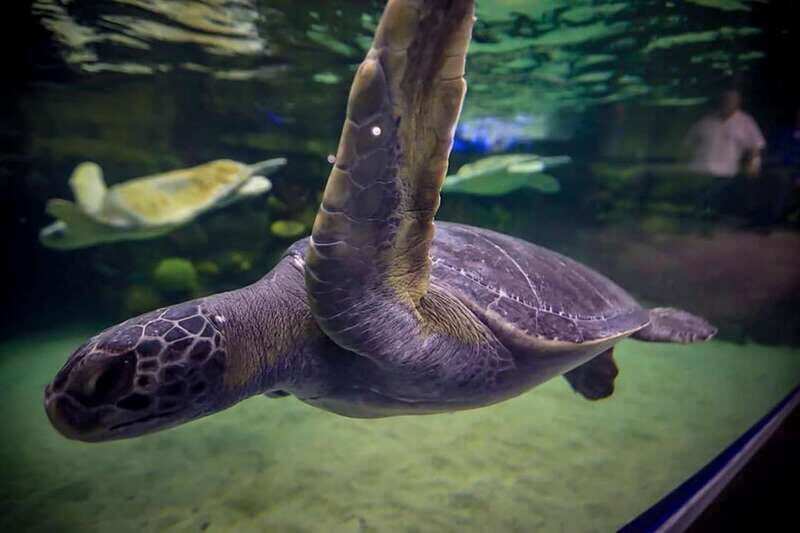 Mazatlan: Grand Aquarium Ticket and City Sightseeing Tour - The Booking and What’s Included