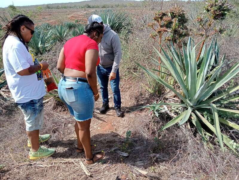 Mazatlan: Mezcal Factory Tour with Tasting and Lunch - A Detailed Look at the Mazatlán Mezcal Tour