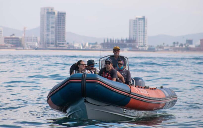 Mazatlán: Whale-Watching Boat Tour with Marine Experts - An Honest Look at the Mazatlán Whale-Watching Adventure