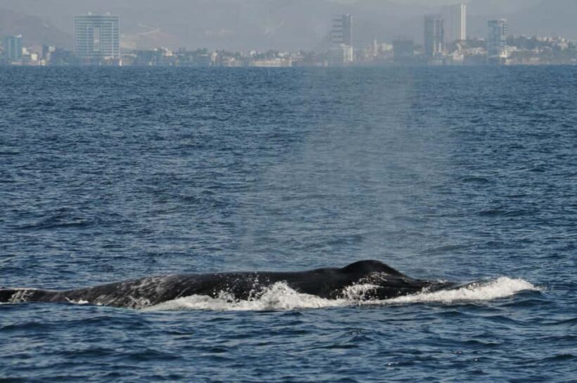 Mazatlán: Whale-Watching Boat Tour with Marine Experts - FAQ