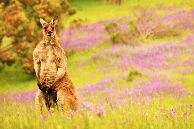 McLaren Vale 4x4 Premium Food and Wine Tour with Private Lunch - Who Should Consider This Tour?