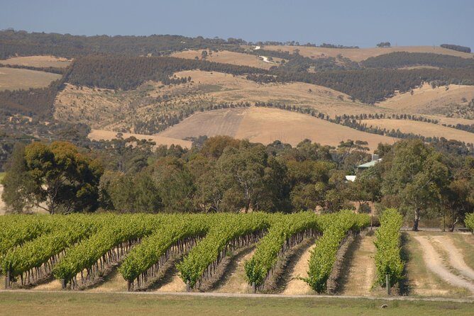 McLaren Vale and Glenelg Wine Tasting and Sightseeing (Half-day Afternoon) - Who Will Enjoy This Tour?