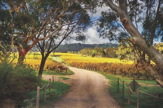 McLaren Vale Winery Small Group Tour with Wine Tasting and Lunch - The Experience in Detail