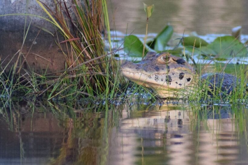 MDD: Yacumama Lake and Piranha fishing - Key Points