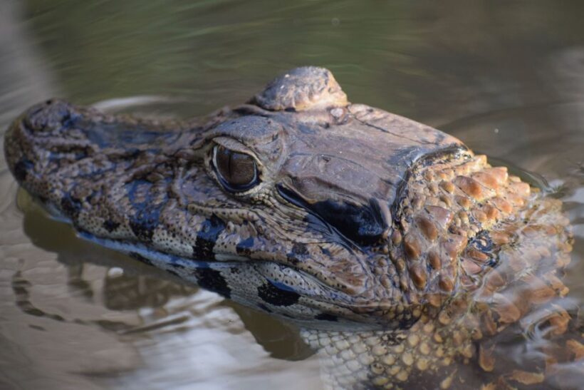 MDD: Yacumama Lake and Piranha fishing - What You Can Expect from This Tour
