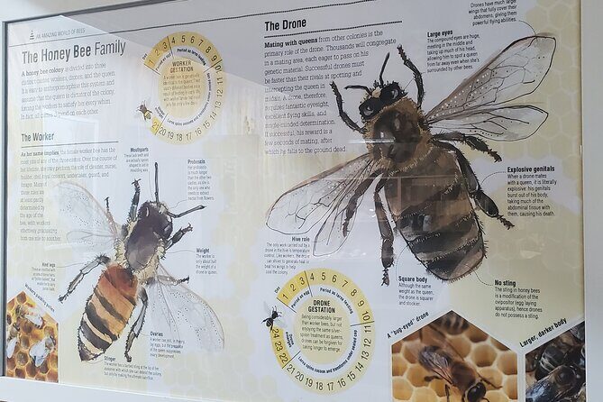 Mead and Honey Tasting Experience - The Sum Up