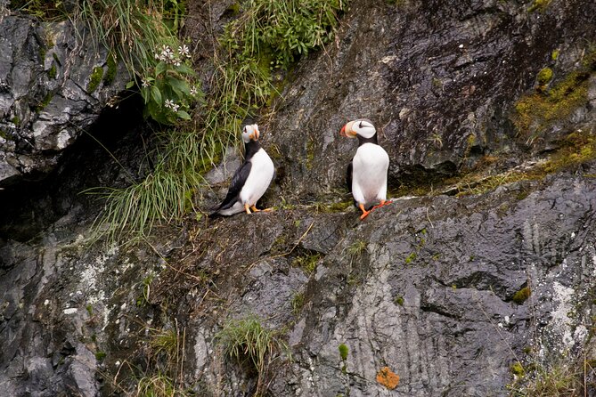 Meares Glacier Cruise Excursion From Valdez - Wildlife Encounters