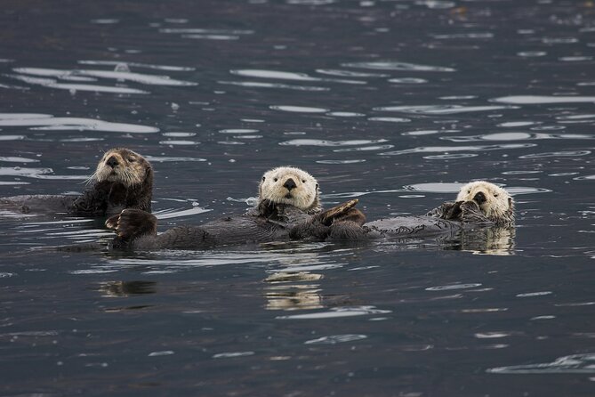 Meares Glacier Cruise Excursion From Valdez - Refreshments on Board