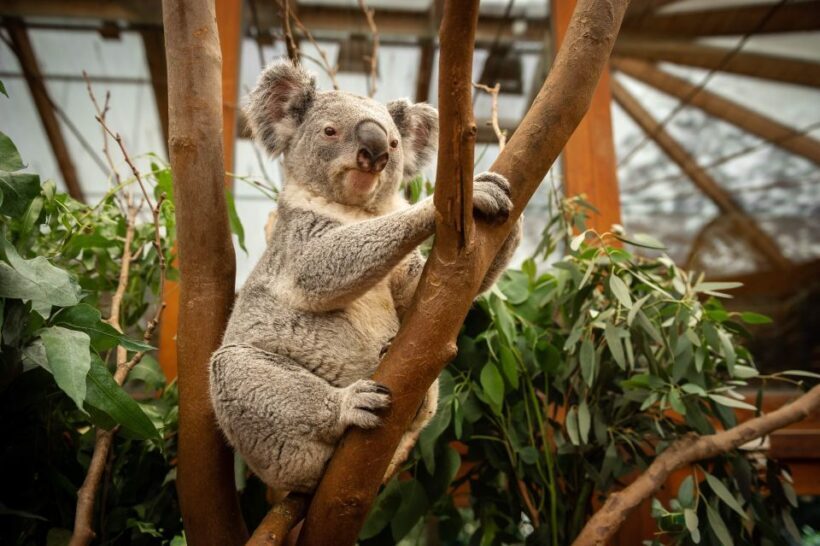 Mechelen: Planckendael ZOO Entry Ticket - Explore the Wild Side of Belgium with the Planckendael Zoo Entry Ticket