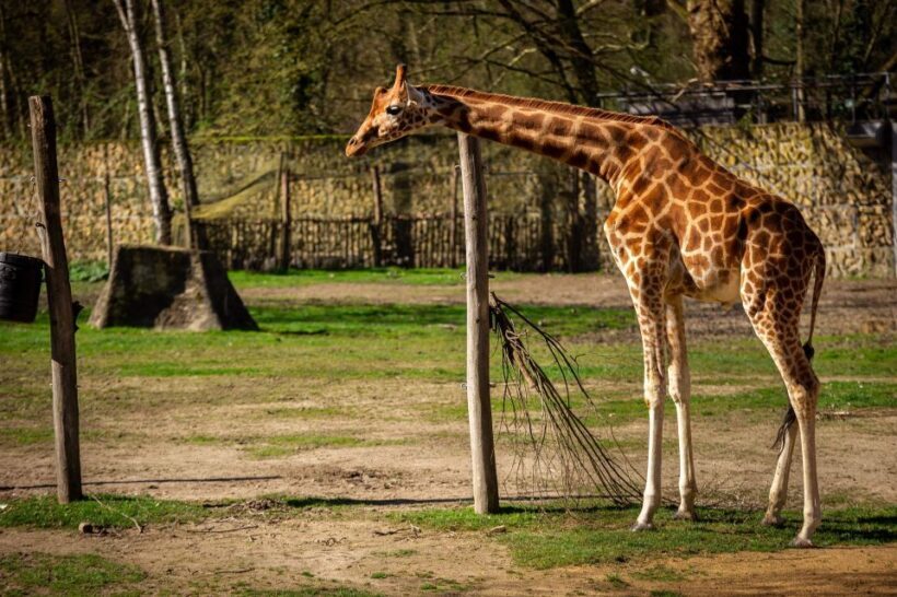 Mechelen: Planckendael ZOO Entry Ticket - Key Points