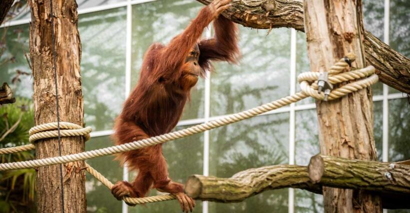 Mechelen: Planckendael ZOO Entry Ticket - Final Thoughts