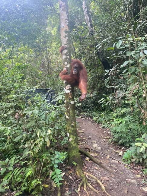 Medan: 7-Day Bukit Lawang Orangutan Exploration Package - An Authentic Jungle Experience with Comfort and Care