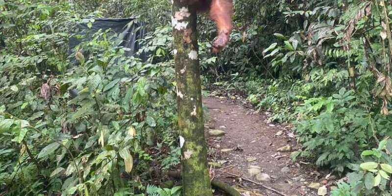 Medan: 7-Day Bukit Lawang Orangutan Exploration Package - Key Points