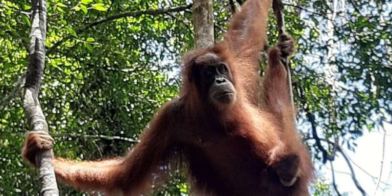 Medan: 7-Day Bukit Lawang Orangutan Exploration Package - Whats Included and What to Consider