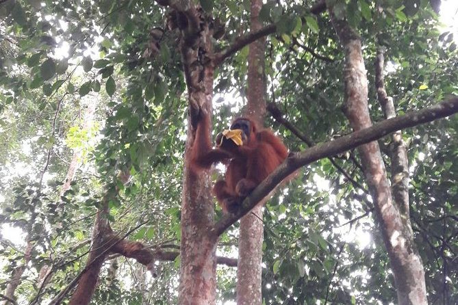 Medan - Bukit Lawang Fullday Tour - Key Points