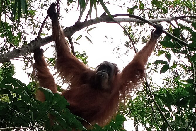 Medan - Bukit Lawang Fullday Tour - Real Experiences and Insights from Other Travelers