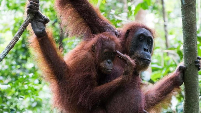 Medan Day Tour: Bukit Lawang Orangutan Trekking - Seeing Orangutans in Their Natural Habitat