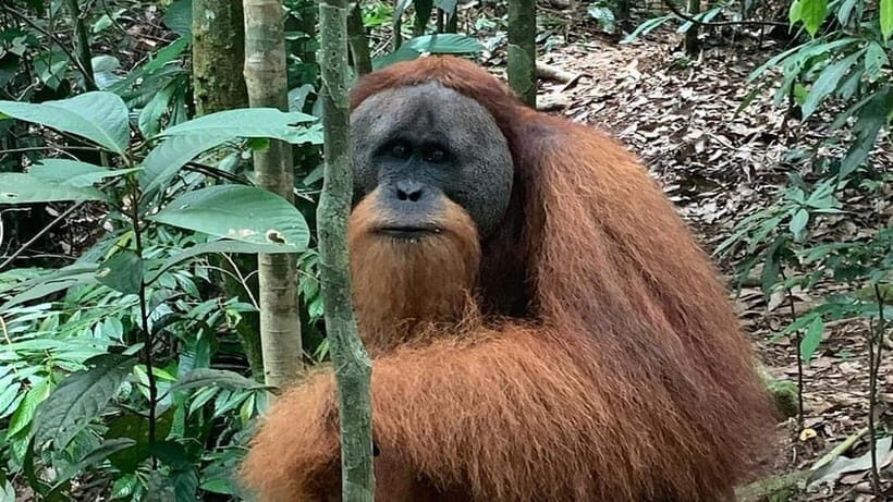 Medan Day Tour: Bukit Lawang Orangutan Trekking - The Eco-Conscious Aspect and Conservation Support