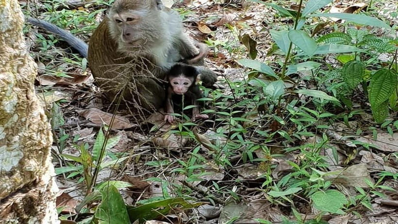 Medan Day Tour: Bukit Lawang Orangutan Trekking - FAQ