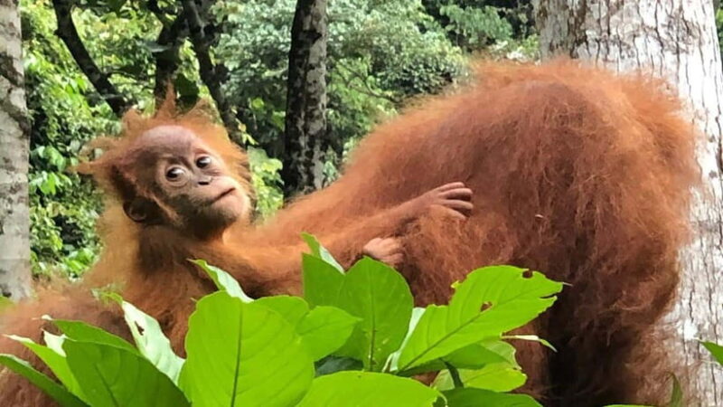 Medan Day Tour: Bukit Lawang Orangutan Trekking - The Sum Up: Is It Worth It?