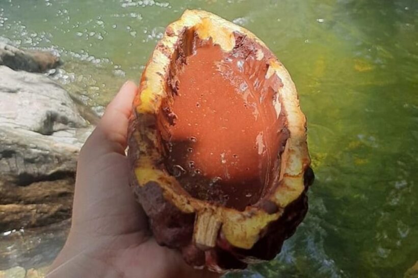 Medellin: Chocolate Roads Tour with Waterfall Experience - Who Will Love This Tour?