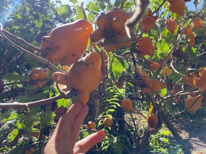 MEDELLÍN: CHOCOLATE TOUR & EXFOLIATION IN BEAUTIFUL RIVER! - Who Will Love This Tour?